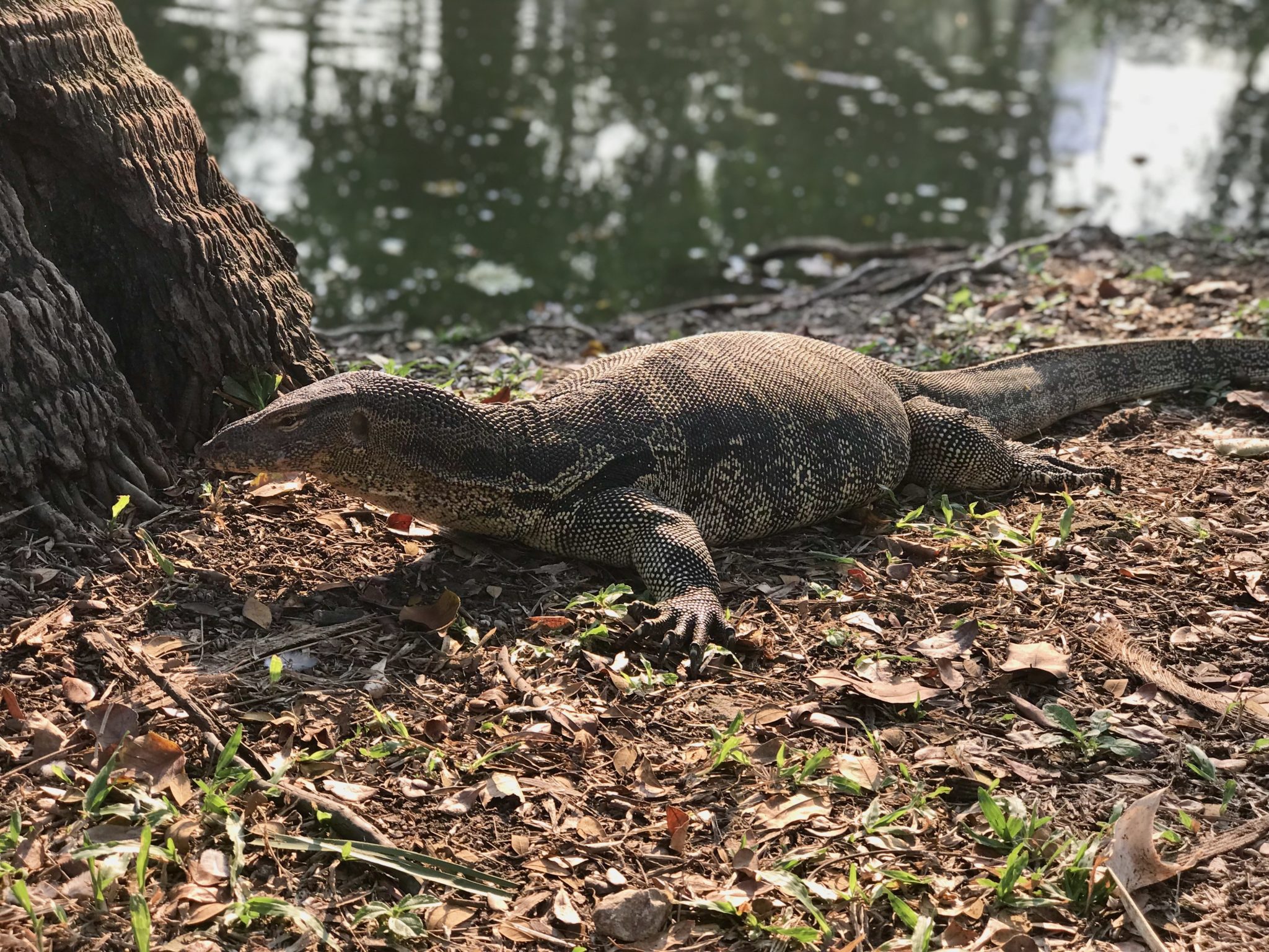 Varans en Thaïlande : où les voir et conseils pratiques