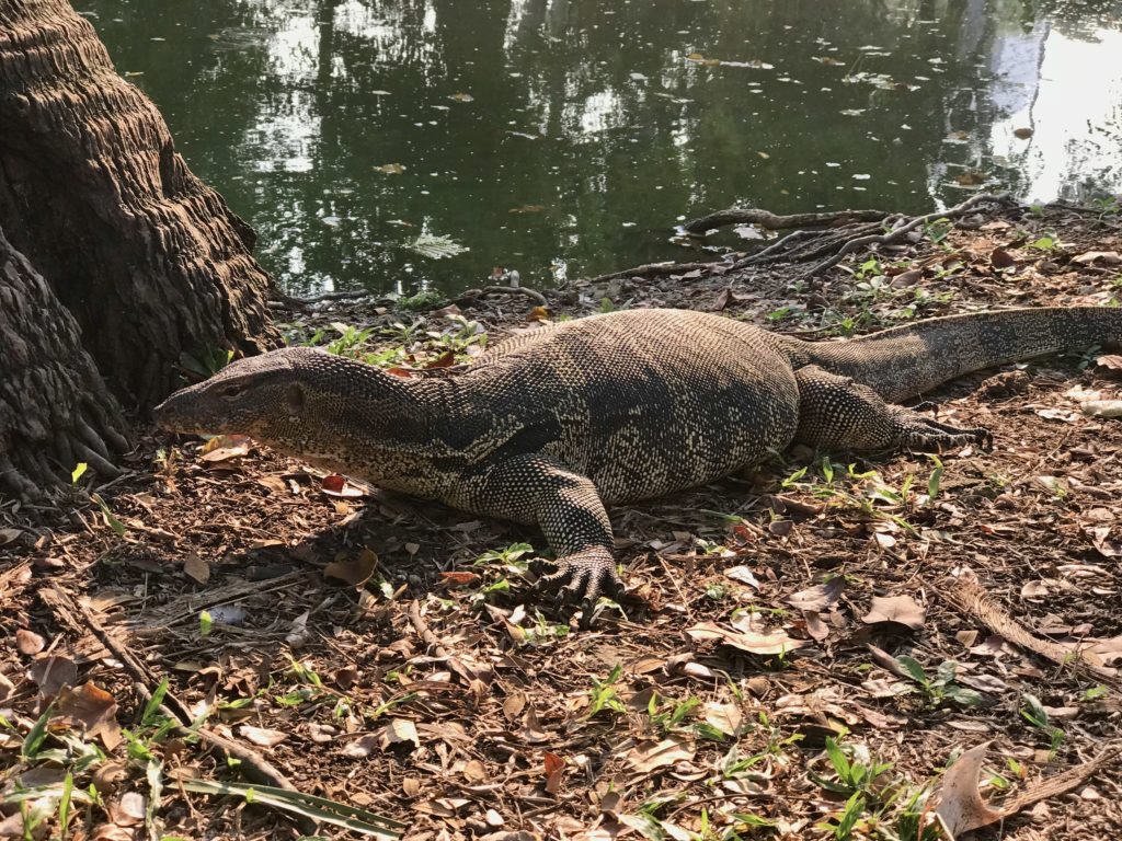 Varans en Thaïlande : Dangers, où les voir, conseils