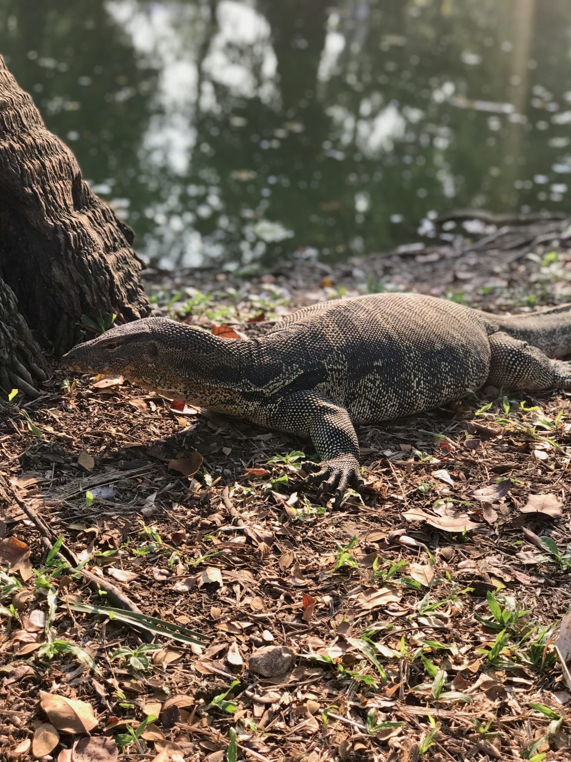 Parc Lumpini de Bangkok : Guide, activités & conseils